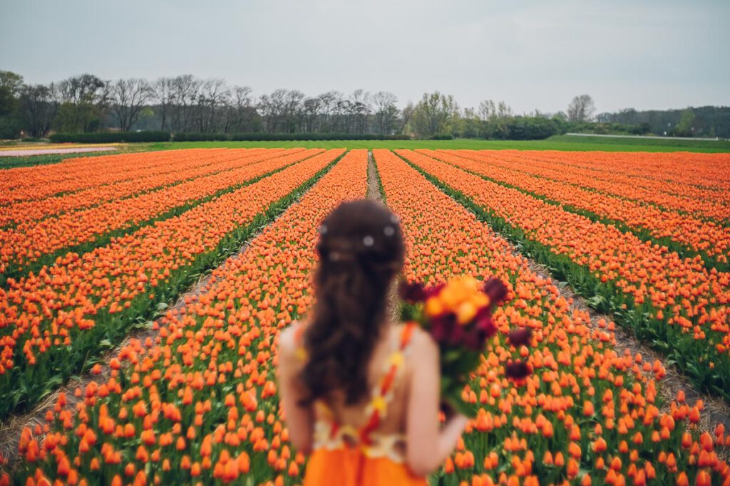 Photo Story: Can’t see this year’s tulip mania? We’ve brought the best ...