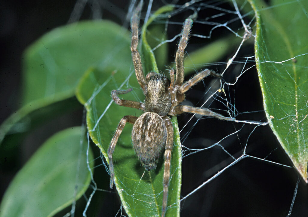 This huge Australian spider has settled in the Netherlands