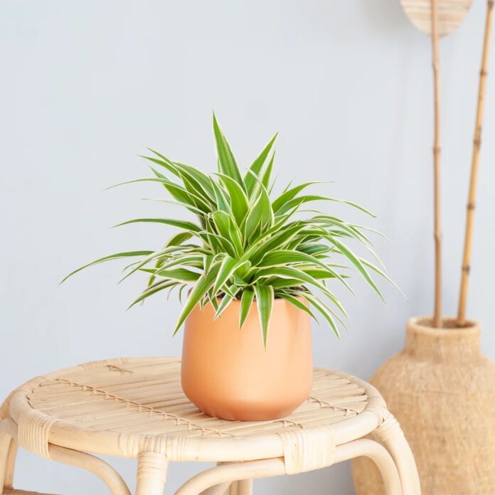 House plants in the Netherlands: tips to make your Dutch house bloom