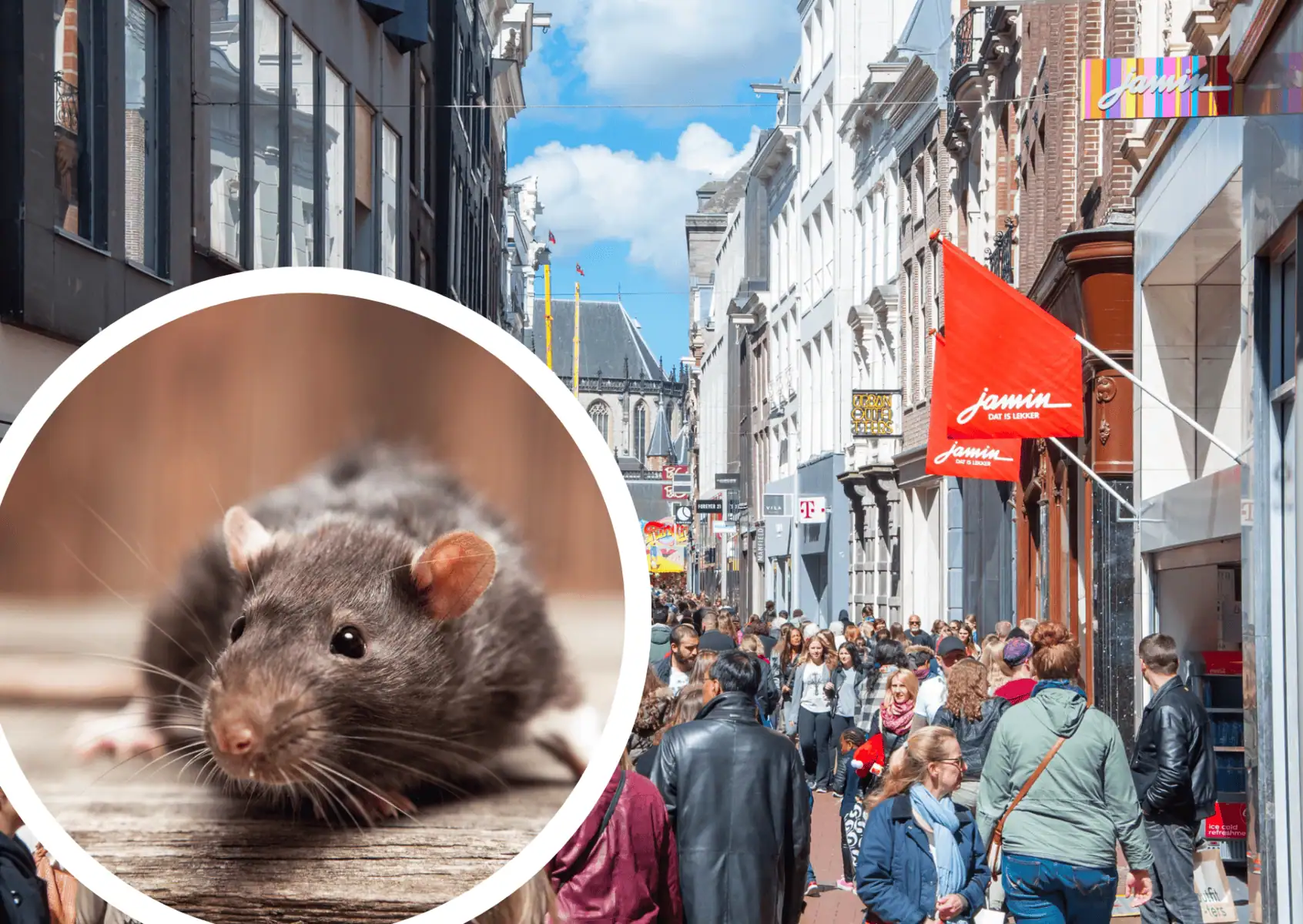 This Amsterdam street is dealing with a major rat infestation