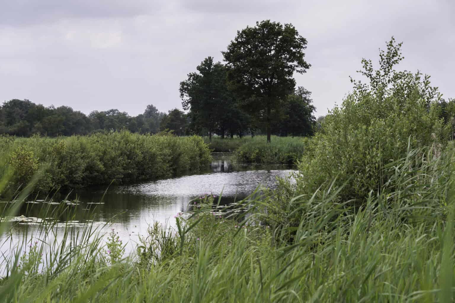 Dutch court orders urgent action in nitrogen crisis