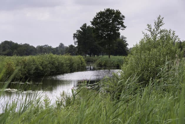 Dutch court orders urgent action in nitrogen crisis