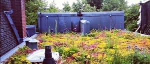 The Dutch and Innovation: Installing Blue and Green roofs in Amsterdam ...