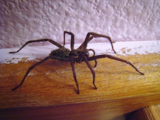 Scared of spiders? This year the spiders in the Netherlands are looking ...