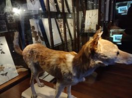 Van hier tot Tokio: a history of Dutch-Japanese relations – DutchReview