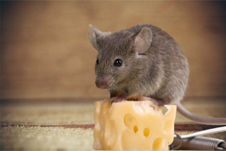 Why are there so many mice in the Netherlands?