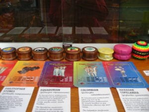 Truffles and magic mushrooms in the Netherlands: all you need for a ...