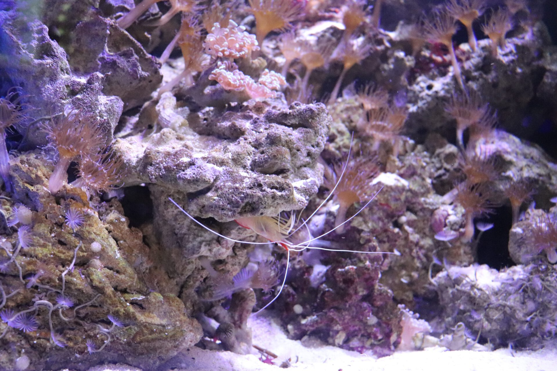 There’s plenty of fish in the sea! Learn all about them at SEA LIFE in ...