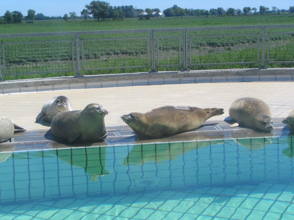 A guide to 13 great zoos and animal parks in the Netherlands