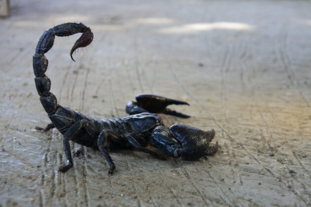 Is that a....?! Dutch woman finds a scorpion in her shed | DutchReview