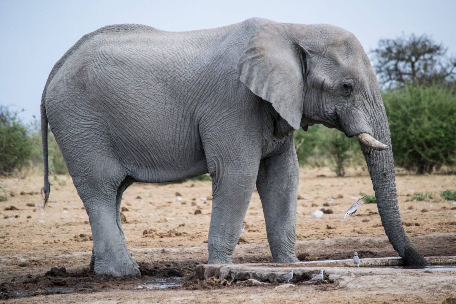 Beloved Irma (53), the Netherlands' oldest elephant, has passed away ...