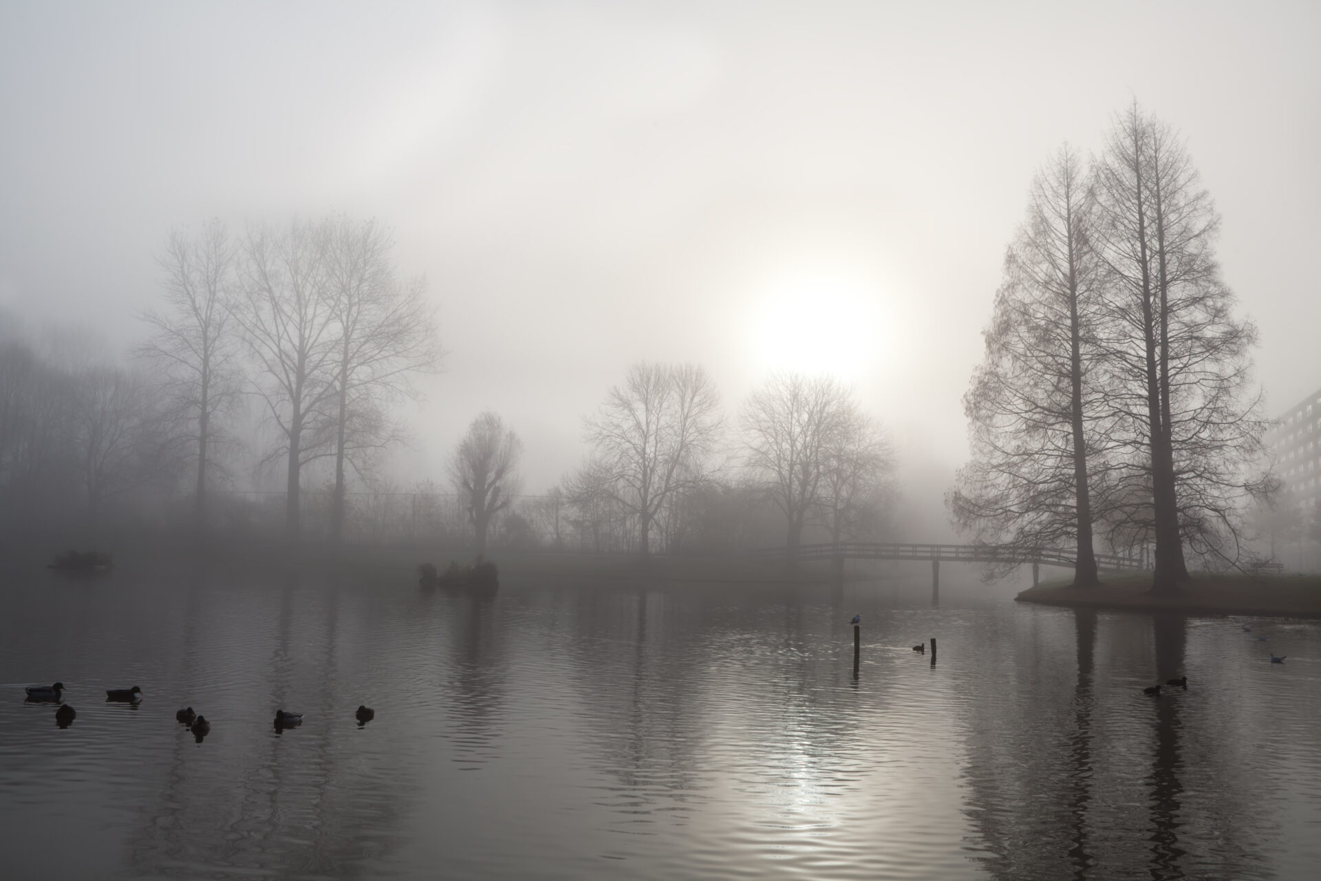 Gloom ahead: more February fog and clouds expected in the Netherlands