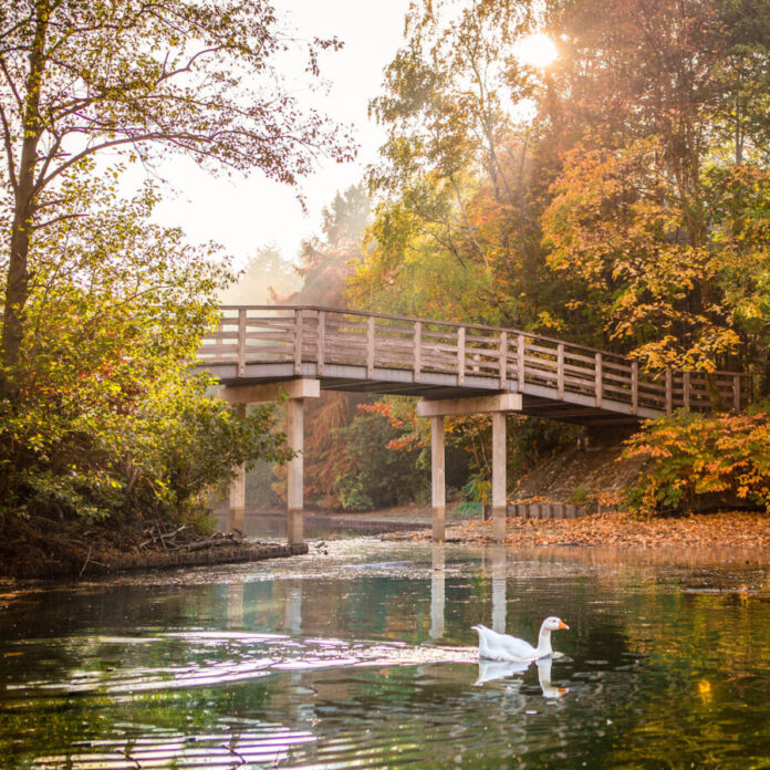 The 8 greatest forests in the Netherlands for a nature escape