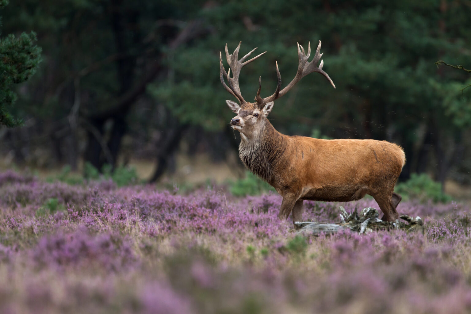 19 of the very best things to do in the Veluwe in 2024