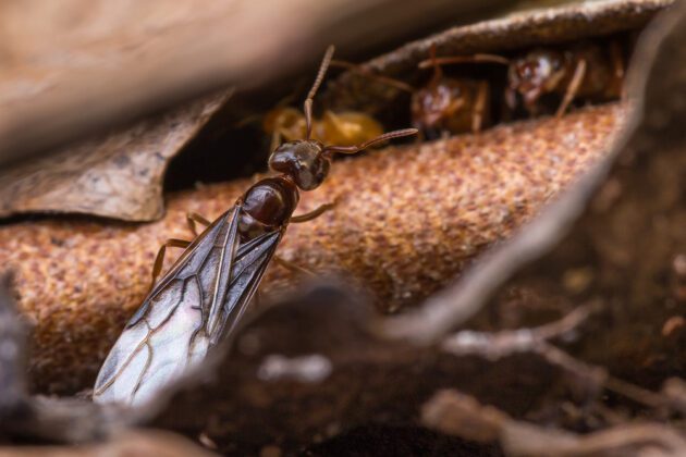 Here's why Dutch flying ants are suddenly bugging you again