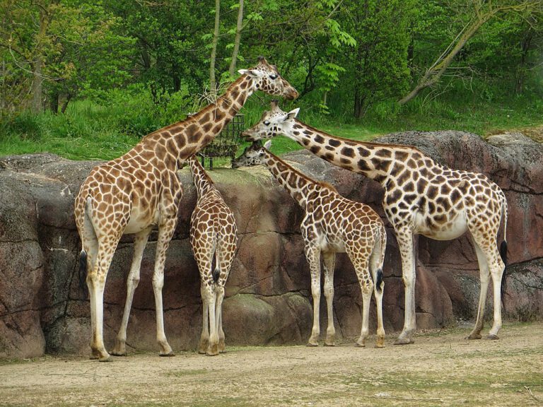 A guide to 13 great zoos and animal parks in the Netherlands