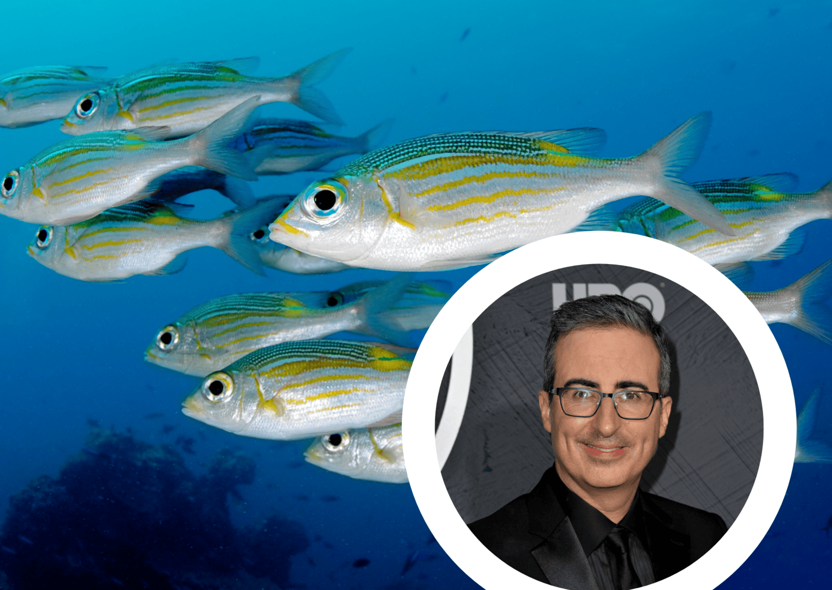 Comedian John Oliver makes Dutch 'fish doorbell' go viral