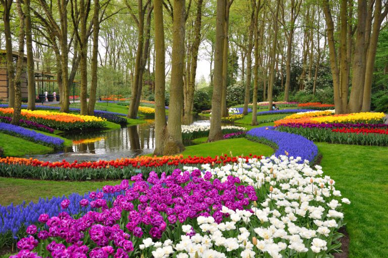 Dutch tulip season: where to see the best tulip fields in the ...