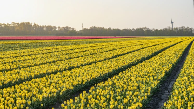 Dutch tulip season: where to see the best tulip fields in the ...