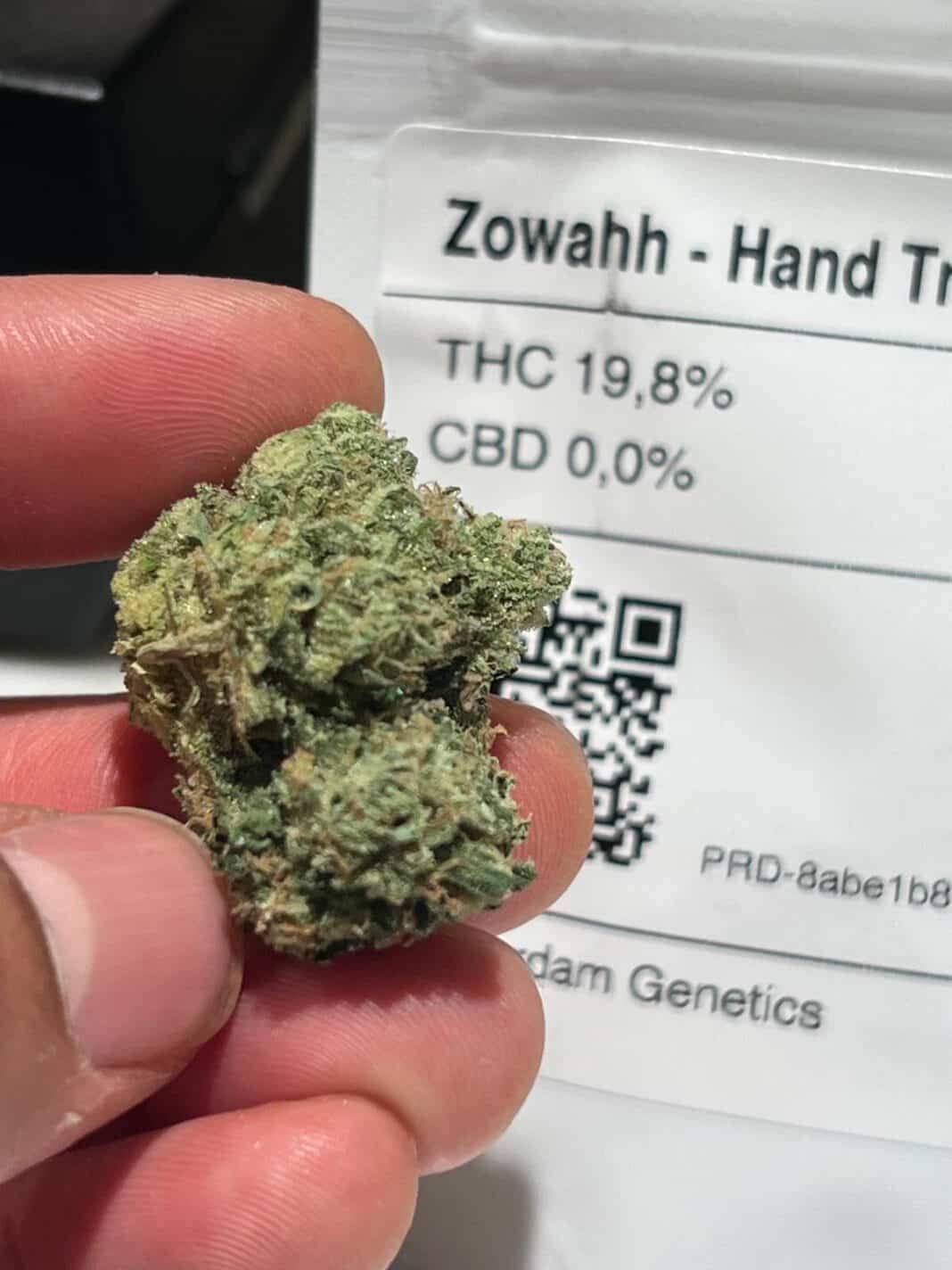 We tried out the Netherlands' new LEGAL weed in Almere: Here's what we ...