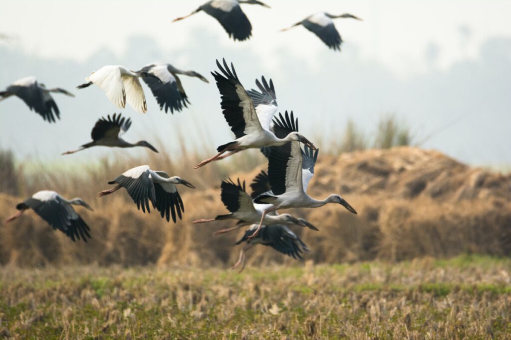 How the stork became a symbol of childbirth in the Netherlands ...