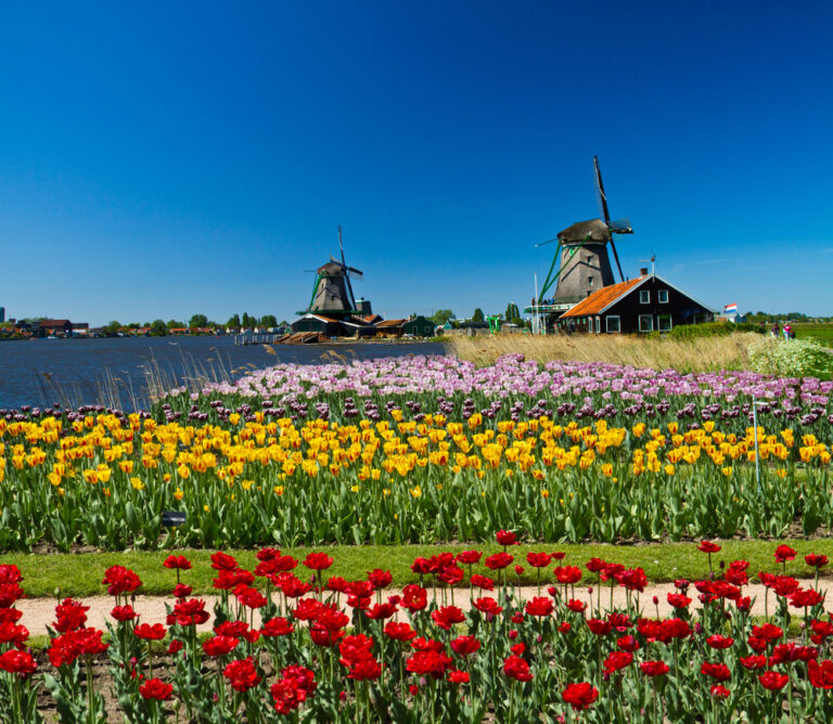 Tulip mania: when a single flower was worth more than a house