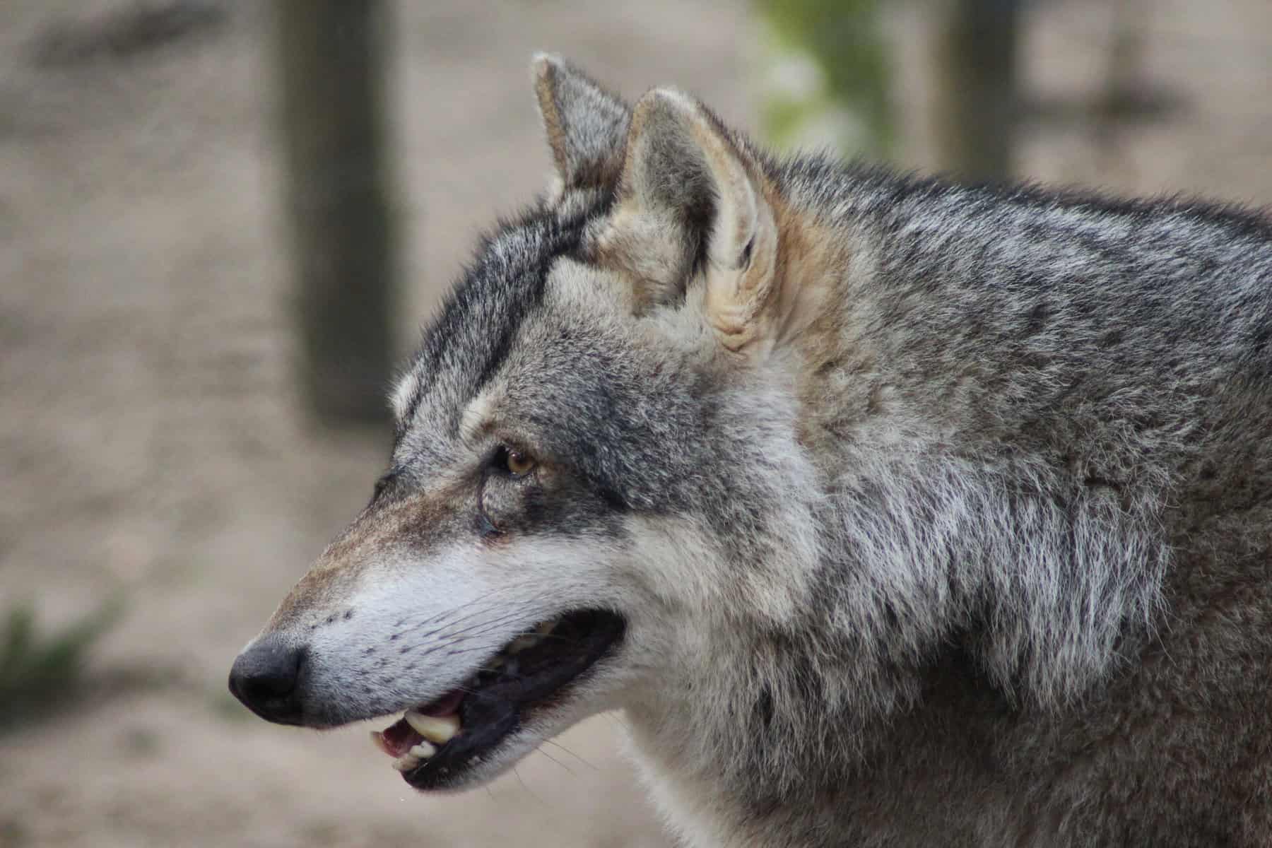 Missing head of dead wolf found in a Dutchman's home