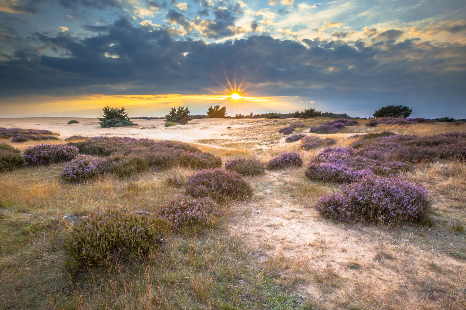 19 of the very best things to do in the Veluwe in 2024
