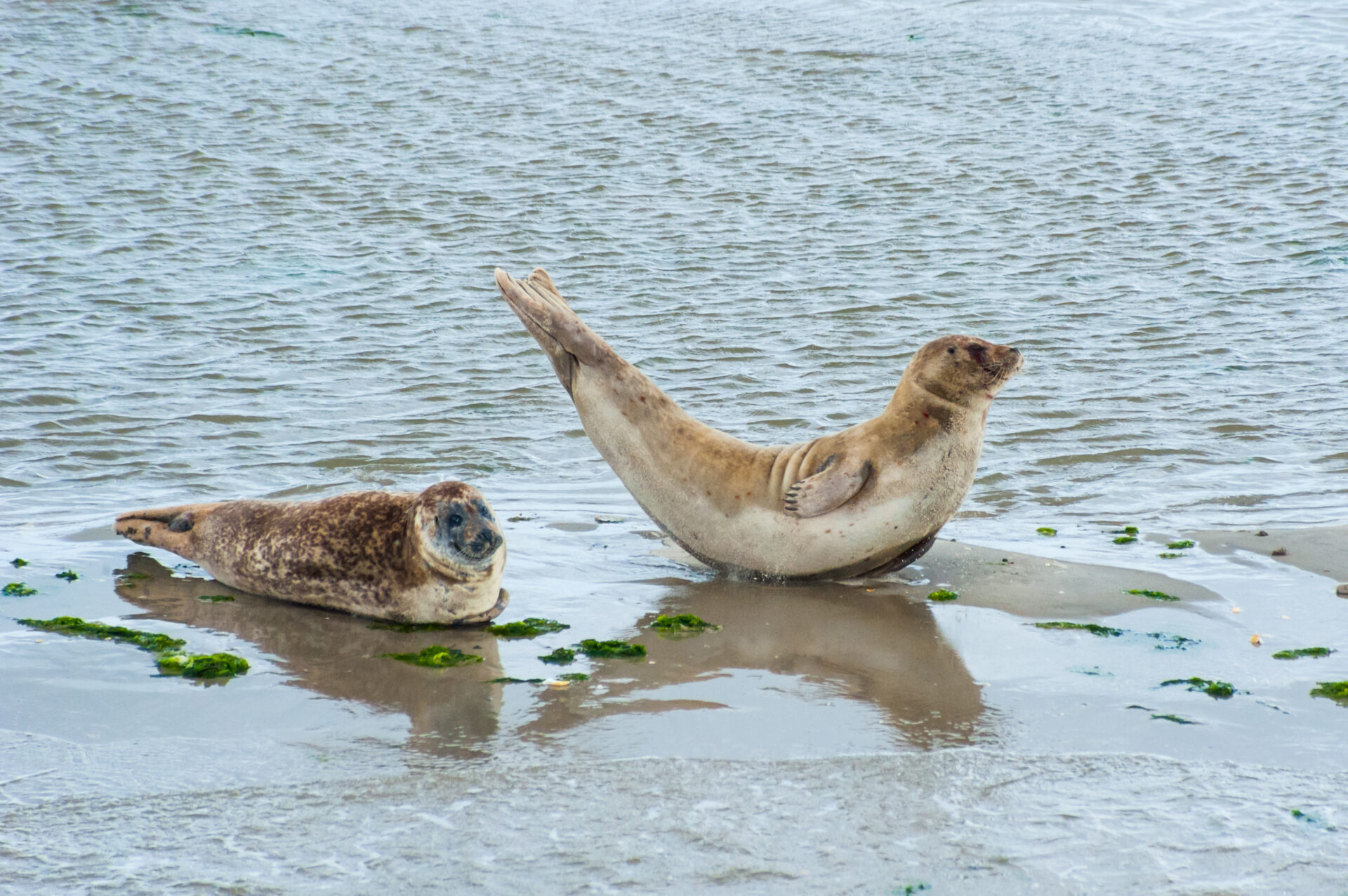 Wadlopen in 2026: your guide to mudflat walking in the Netherlands