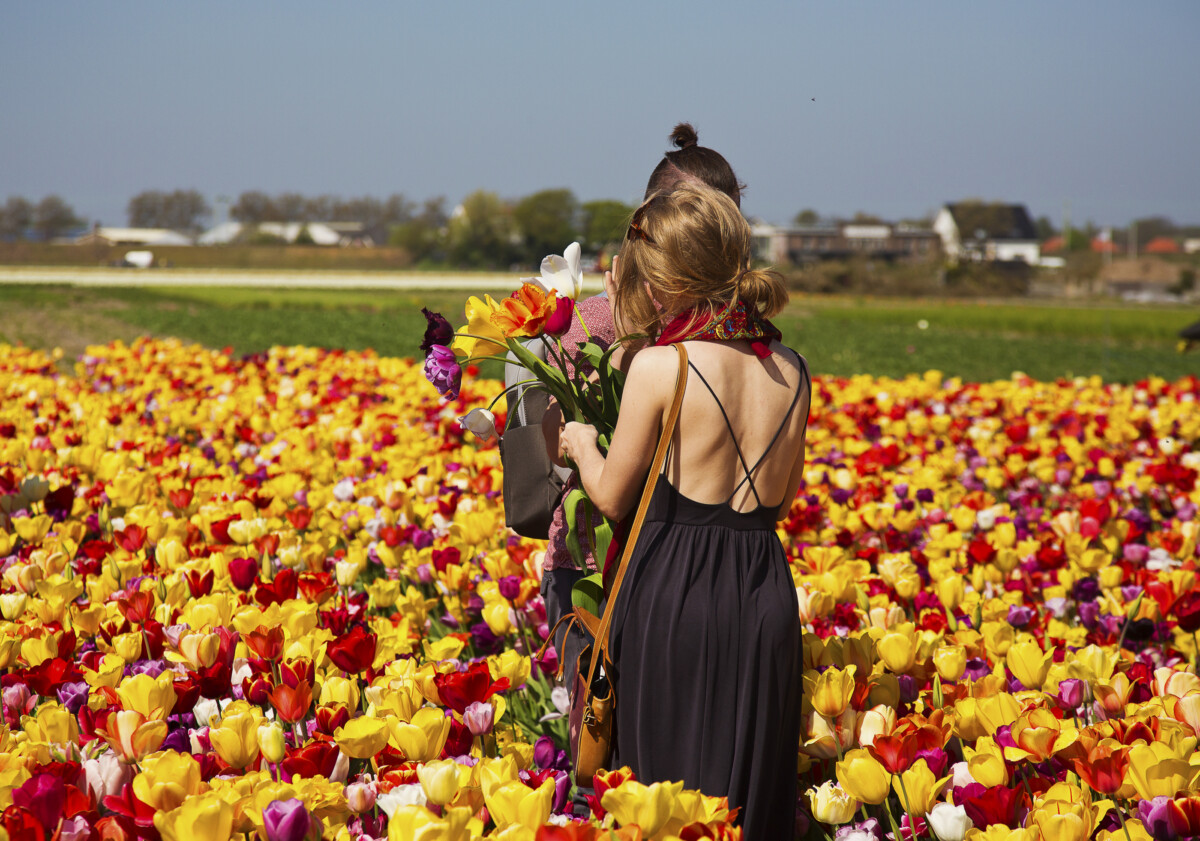 Why I love Haarlem: a local's guide to the Spaarnestad