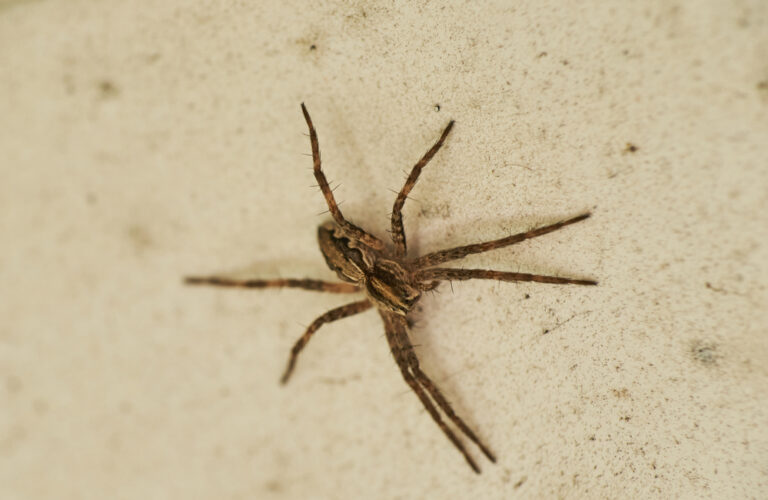 More and more Dutch are spotting false wolf spiders in their homes and ...